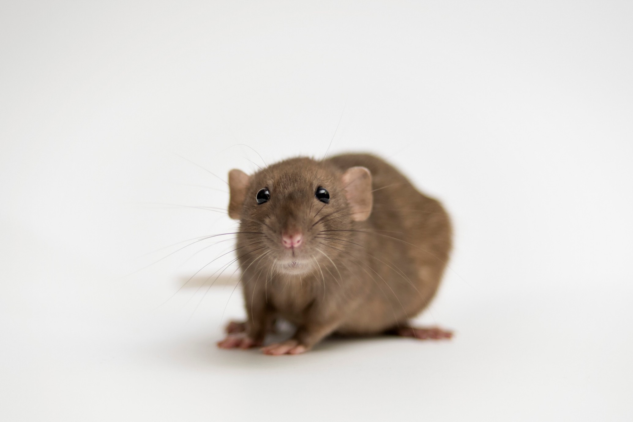 Rat - The Philosophy Man